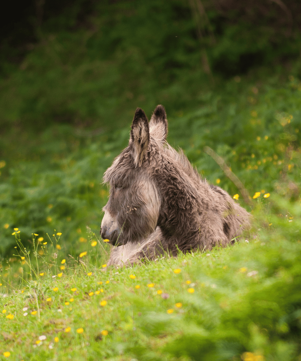 DON DONKEYS - Frische Eselmilchprodukte aus natürlicher Haltung – Don ...